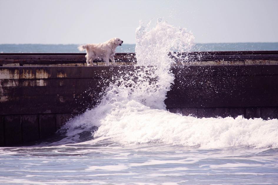 12 - anna lisa botti - Opera Celeste Network