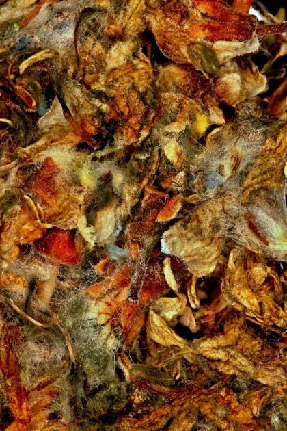 Human emotions - Frantisek Rerucha - Celeste Prize 2015 - Opera Celeste ...