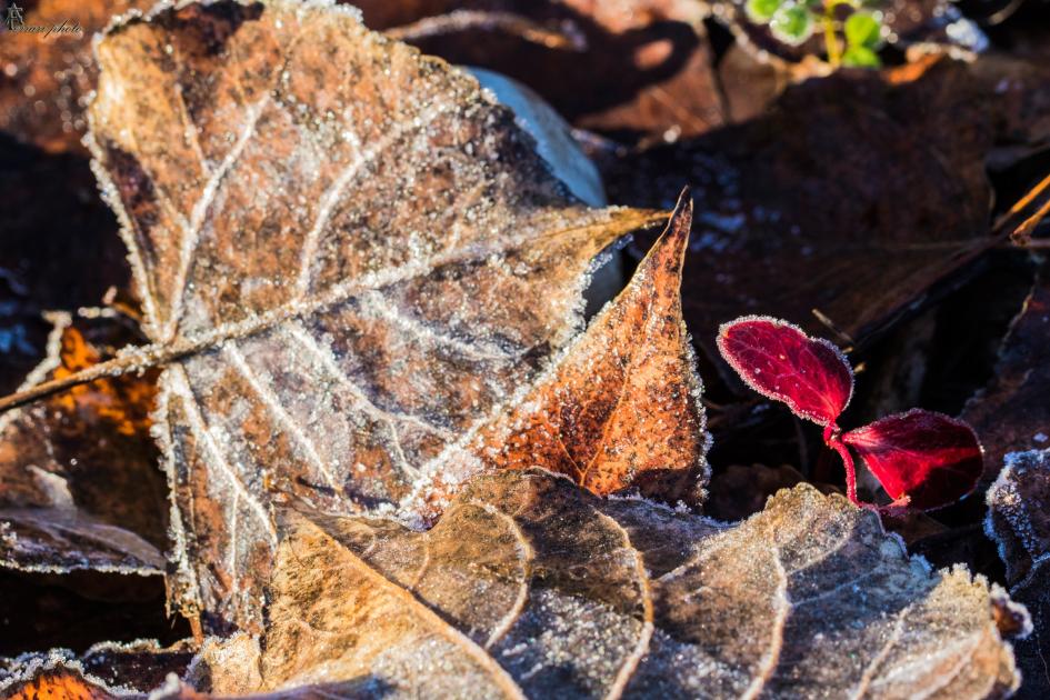 Frozen - Andrea Ferrari - Opera Celeste Network